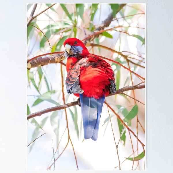 "Crimson Rosella #1" Poster for Sale by Peter Hocking | Redbubble