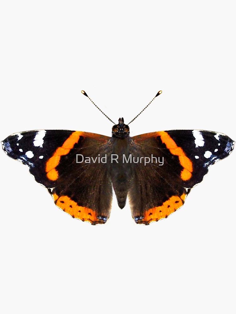 "Red Admiral Butterfly" Sticker by DavidRMurphy | Redbubble