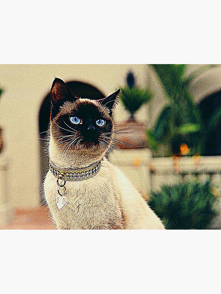 "Queen Kitty?" Sticker by Silverss | Redbubble