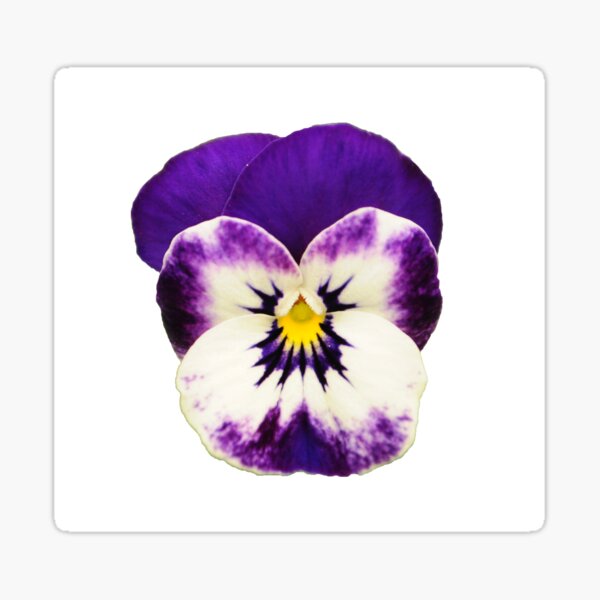 "Pansy" Sticker by fayesaurous | Redbubble