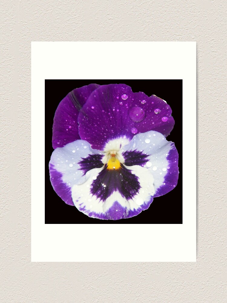 "Pansey by South Australian artist Avril Thomas" Art Print for Sale by ...