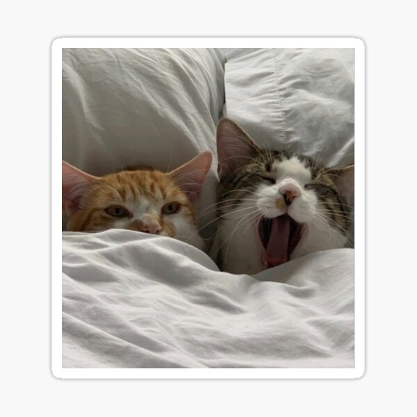 "Cute Cats Sleeping" Sticker by METAYUNGSTORE | Redbubble