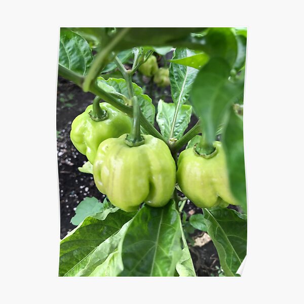 "Hot peppers " Poster for Sale by Japamon | Redbubble