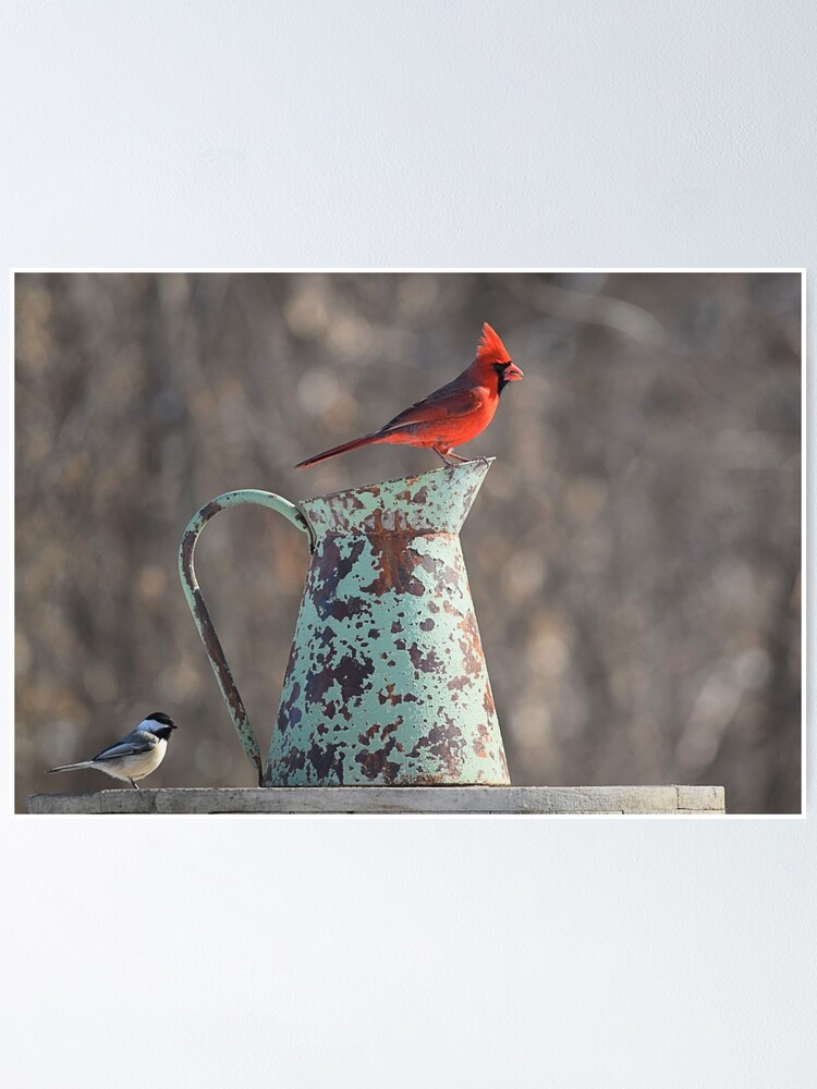 "Red Cardinal On Pitcher " Poster for Sale by NicoleFrederick | Redbubble