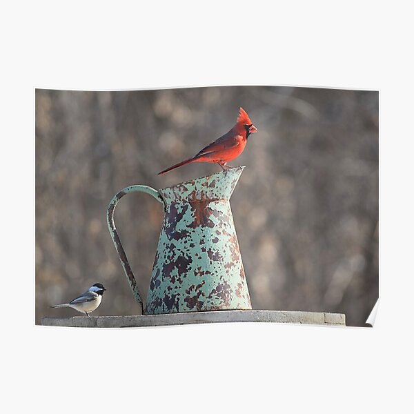 "Red Cardinal On Pitcher " Poster for Sale by NicoleFrederick | Redbubble