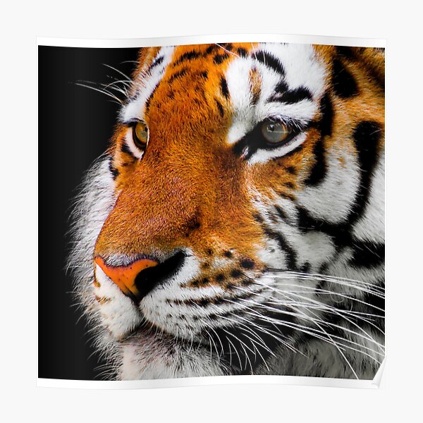 "Beautiful Tiger Face" Poster for Sale by Memotron | Redbubble