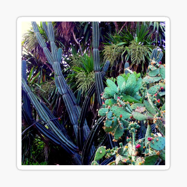 "Pretty Prickly Pear Cactus and Large Blue Myrtle Cactus" Sticker by ...