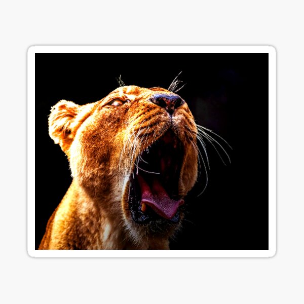 "Crazy lion roaring" Sticker by Luka-Milix | Redbubble