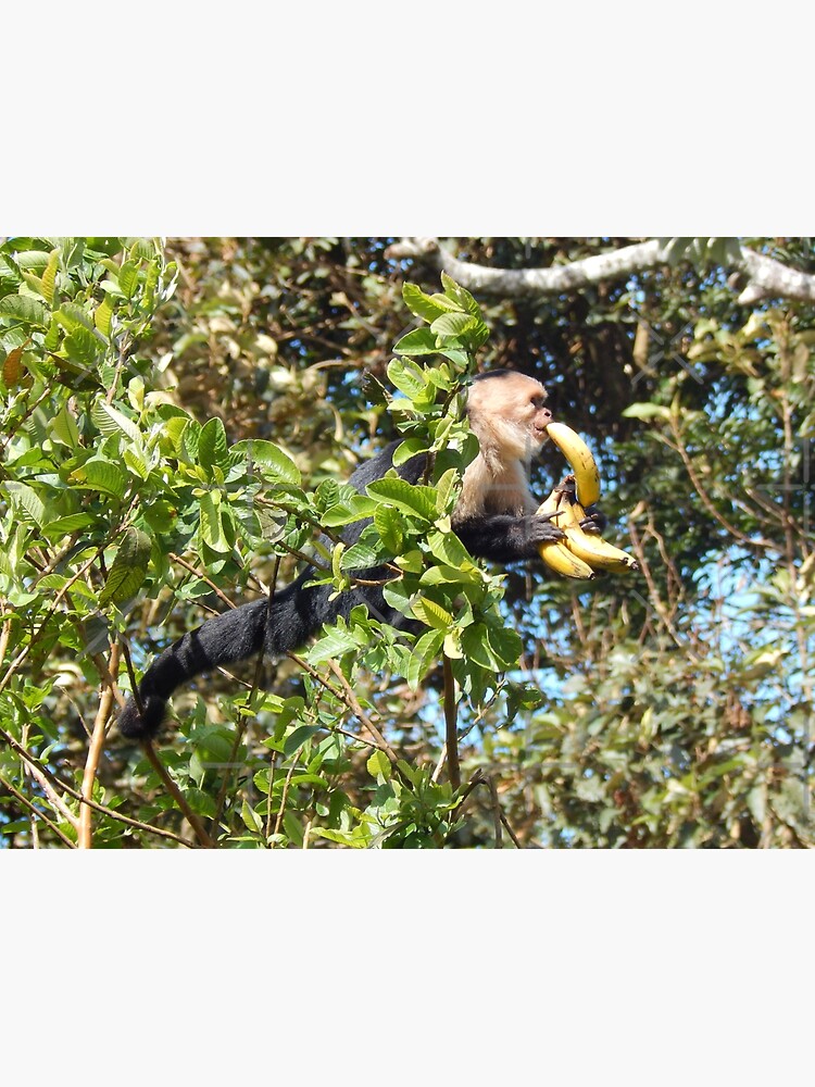 Cebus capucinus (White-Faced Capuchin Monkey) Premium Matte Vertical ...