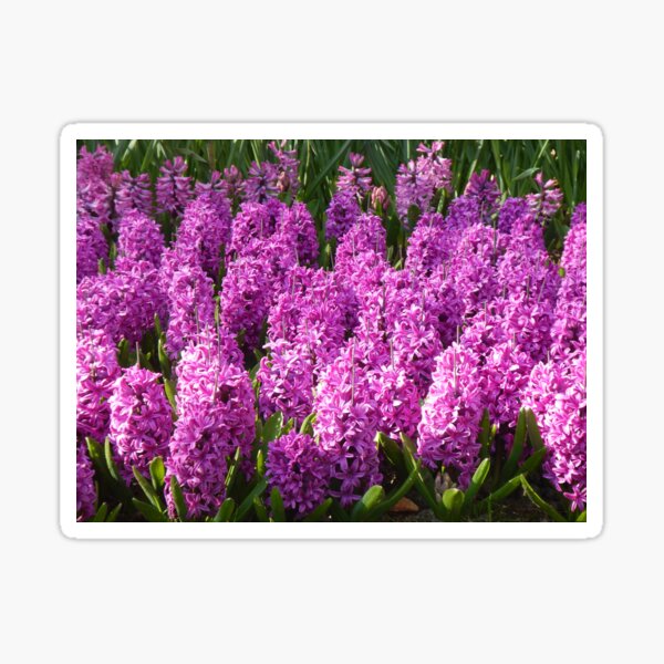 "Purple Hyacinths" Sticker by Hardhats | Redbubble
