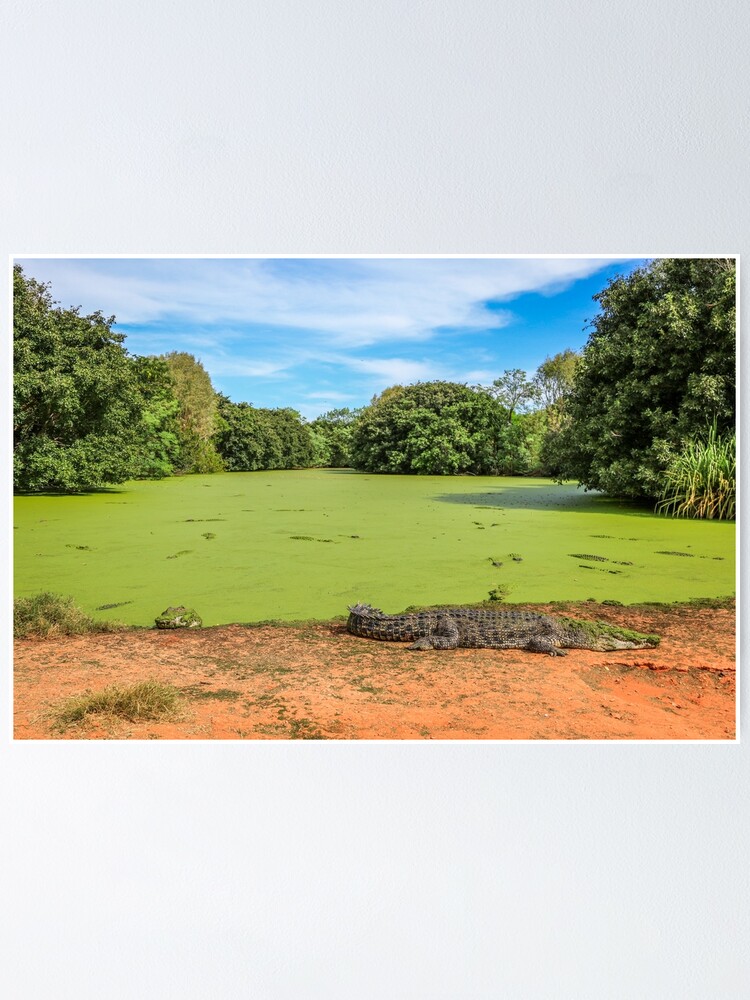 "Crocodile Infested Waters" Poster for Sale by jmimages | Redbubble