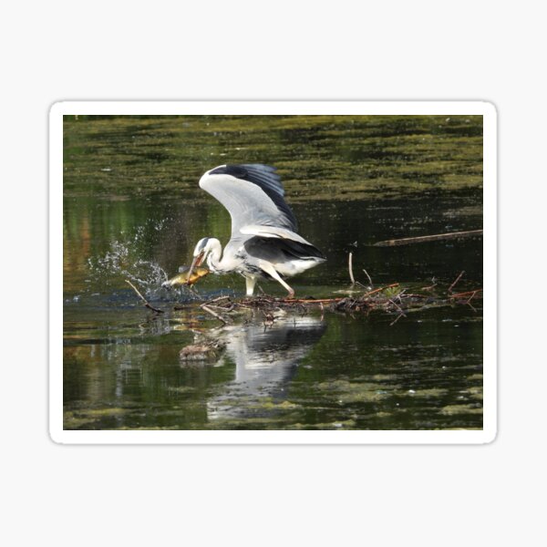 "Good Catch!" Sticker by DrowningShark | Redbubble