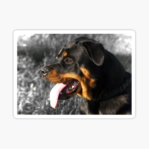 "Meg" Sticker for Sale by LisaRoberts | Redbubble