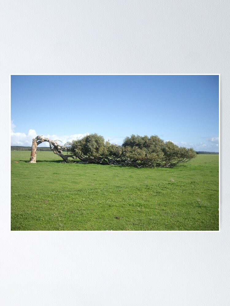"Leaning Tree - Geraldton WA" Poster by Rosaria | Redbubble