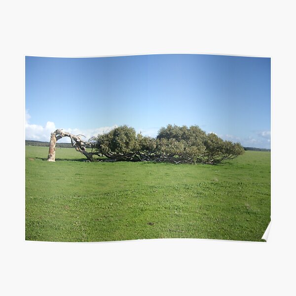 "Leaning Tree - Geraldton WA" Poster by Rosaria | Redbubble
