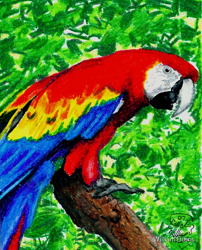 "Crayon Parrot" by William Burns | Redbubble