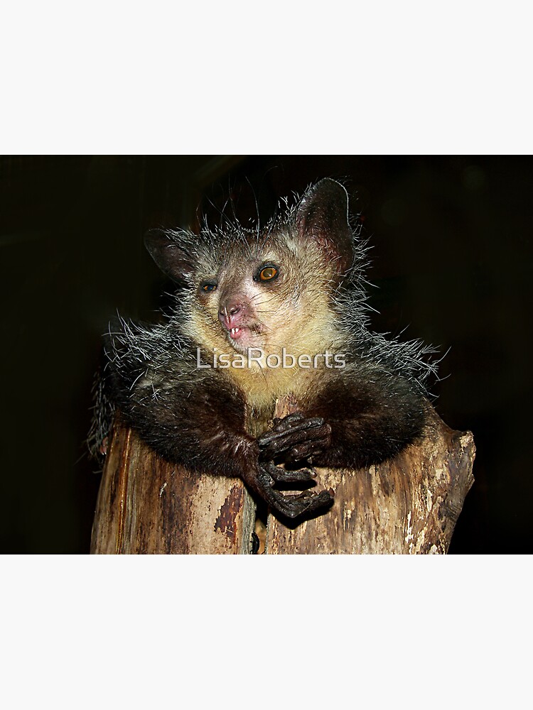 "Aye Aye!" Sticker by LisaRoberts | Redbubble