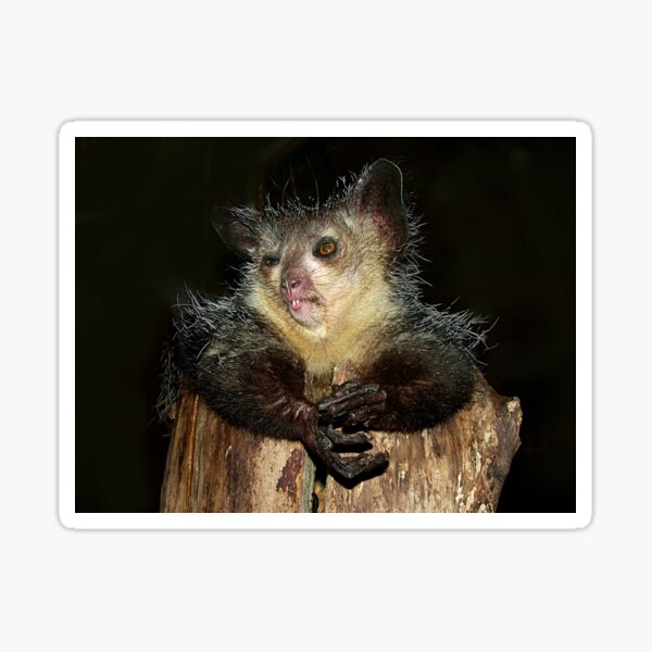 "Aye Aye!" Sticker by LisaRoberts | Redbubble