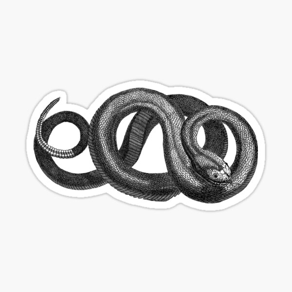"Black and white Snake" Sticker by TheModernHuman | Redbubble