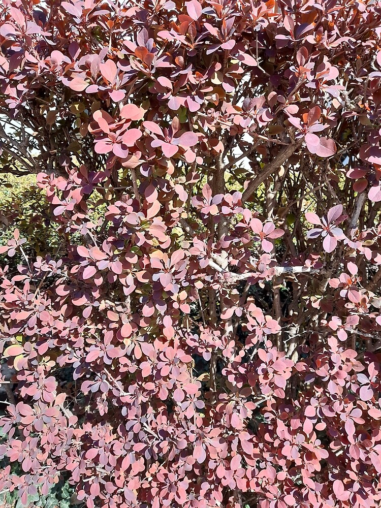 " Photograph of a forest reddish bush" Poster for Sale by ...