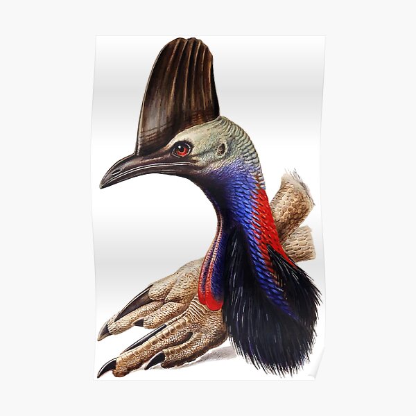 "Australian Cassowary " Poster for Sale by FeatheredClub | Redbubble