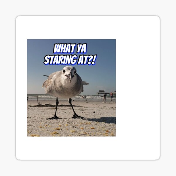 "What ya staring at seagull stare" Sticker by C3C3sCreations | Redbubble