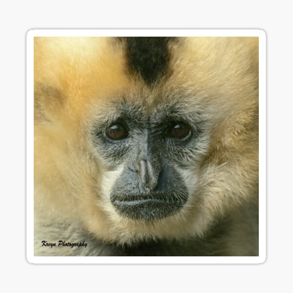 "Grumpy gibbon" Sticker for Sale by Kreyn100 | Redbubble