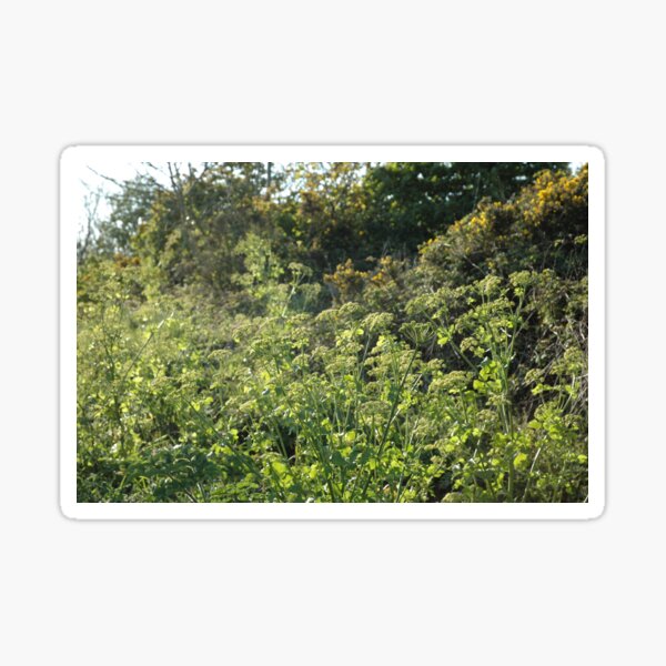 "Cornish hedge/verge" Sticker by Photos-by-Eddie | Redbubble