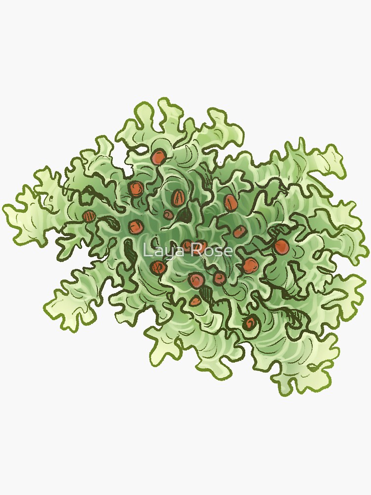 "Lichen 1" Sticker by layaart | Redbubble