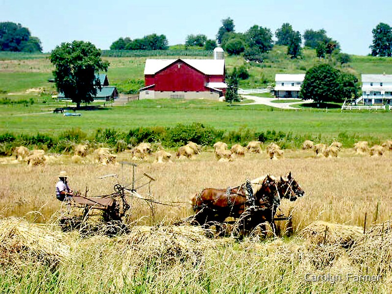 "Amish Farm Life" by Carolyn Farmer | Redbubble
