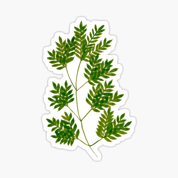 "Watercolor Leaves Sticker 9" Sticker for Sale by ufy-designcr | Redbubble