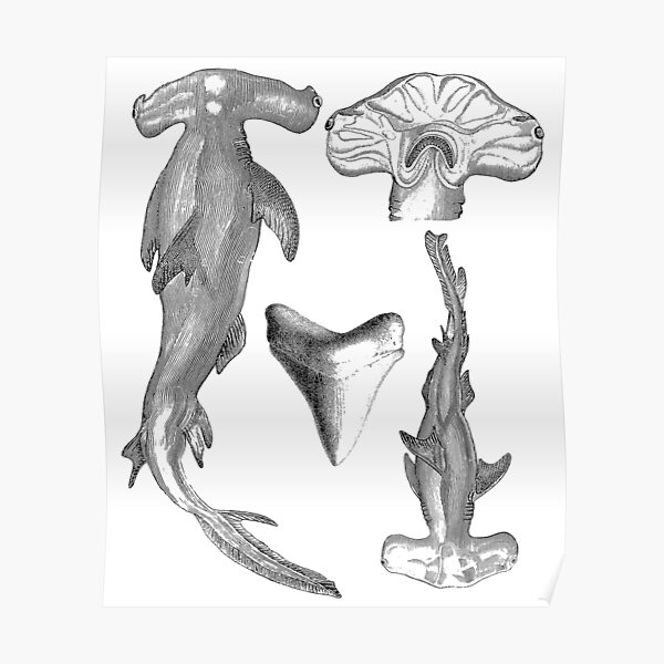 "Hammerhead Shark, Teeth and Marine Biology Illustration" Poster by ...