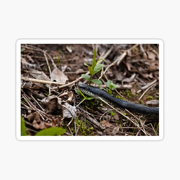 "Black Snake" Sticker by bchambers1 | Redbubble