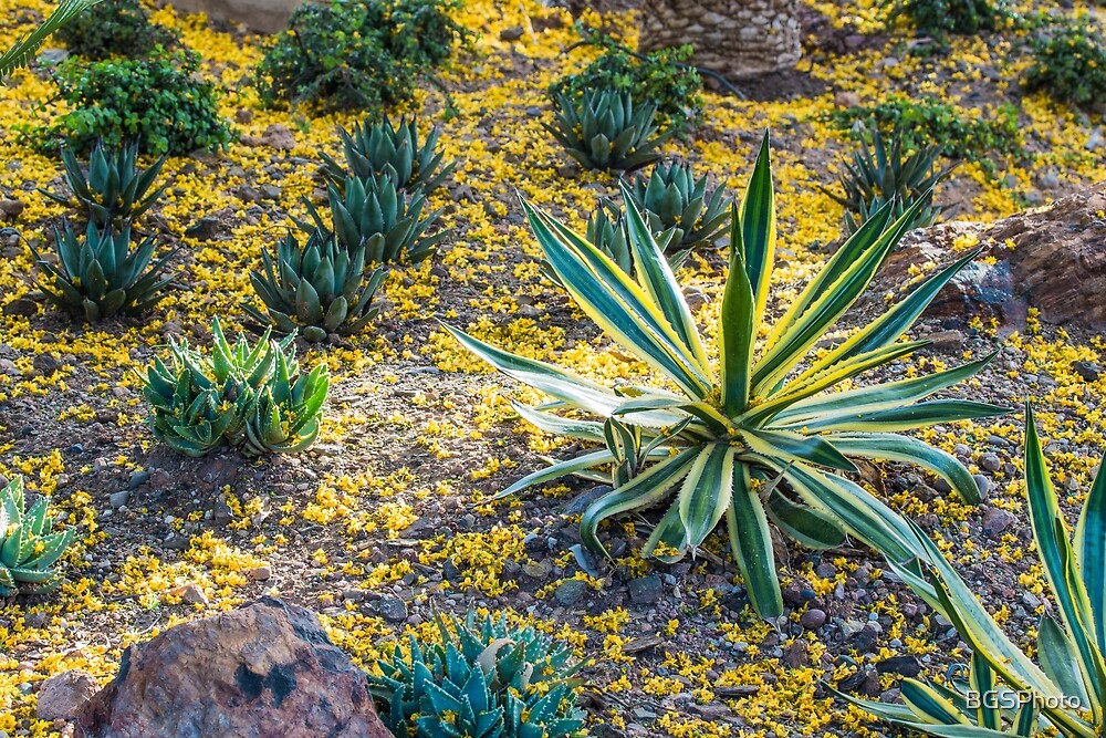 "Desert Spring" by BGSPhoto | Redbubble