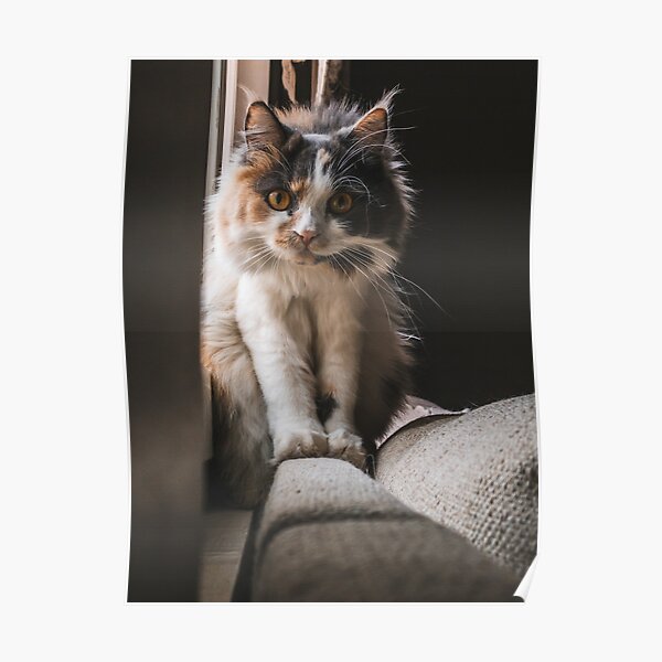 "CALICO CAT " Poster for Sale by azizjr205 | Redbubble