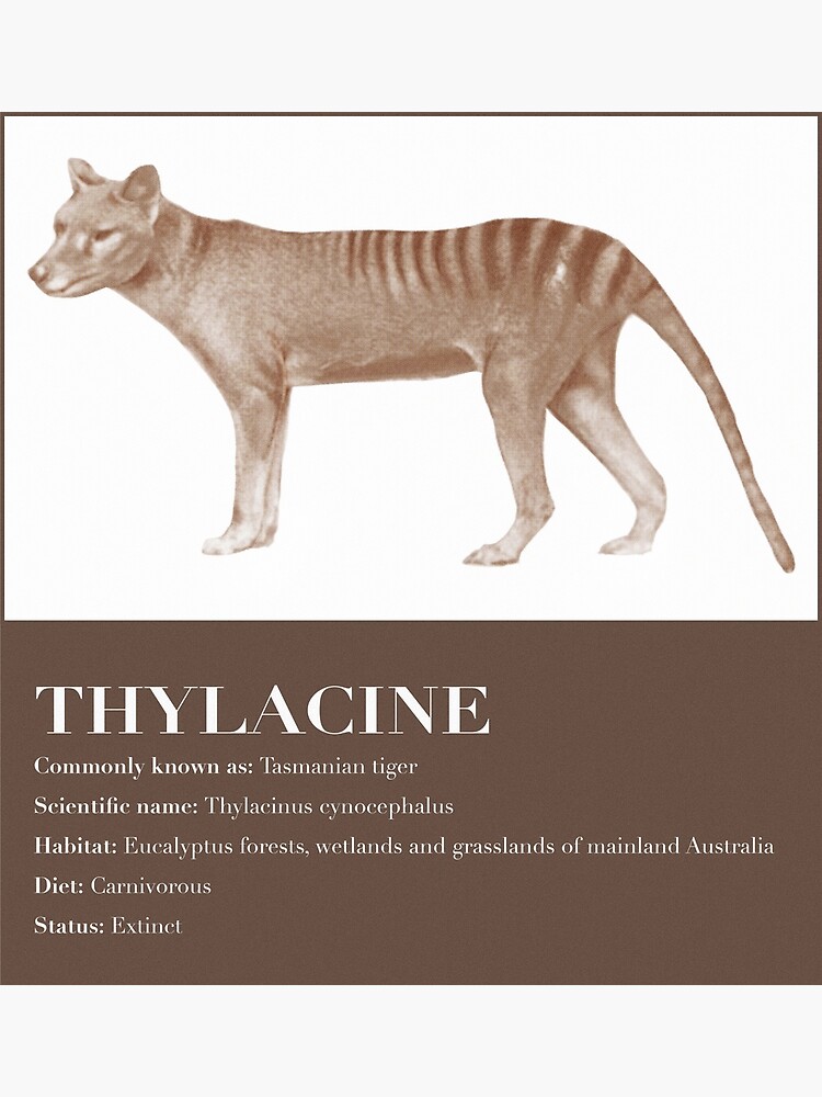 "Thylacine Facts - Tasmanian Tiger" Poster by from-wildwood | Redbubble
