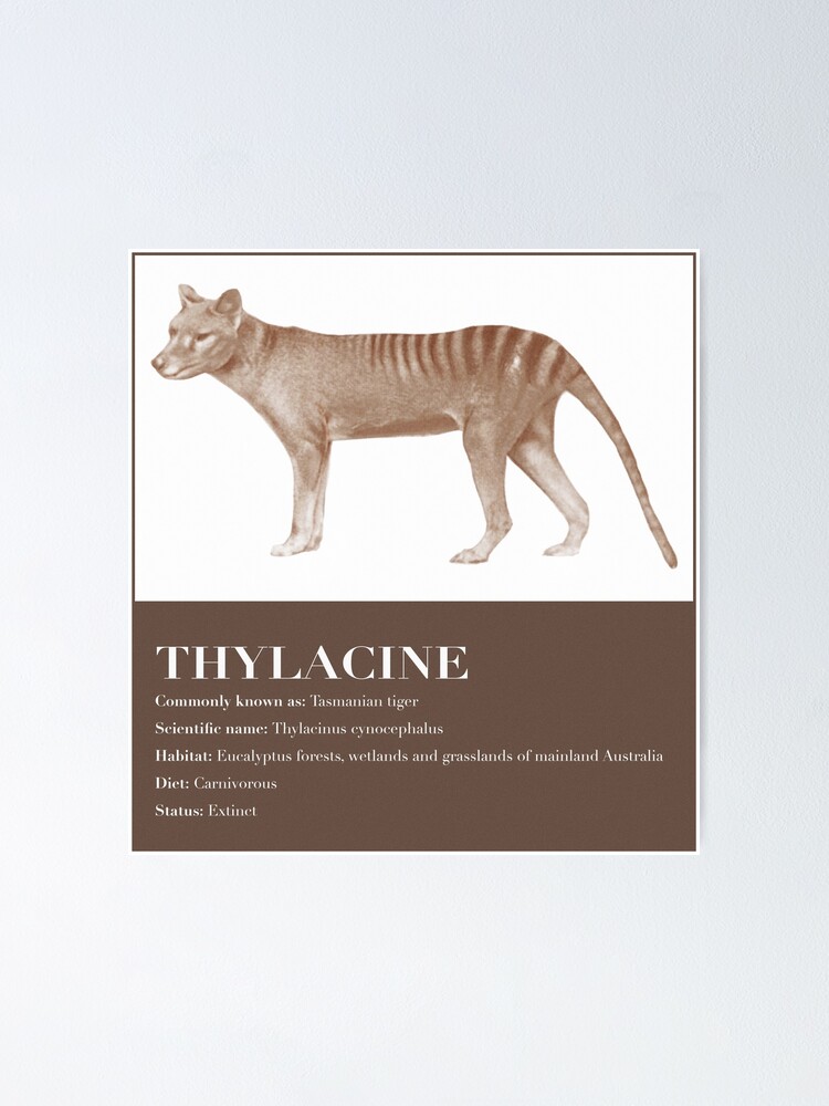 "Thylacine Facts - Tasmanian Tiger" Poster by from-wildwood | Redbubble