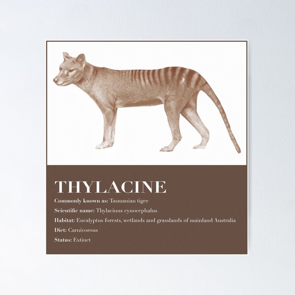 "Thylacine Facts - Tasmanian Tiger" Poster for Sale by from-wildwood ...