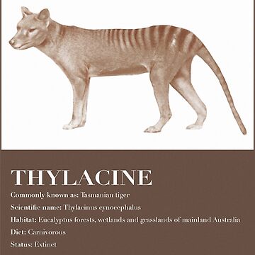 "Thylacine Facts - Tasmanian Tiger" Poster for Sale by from-wildwood ...
