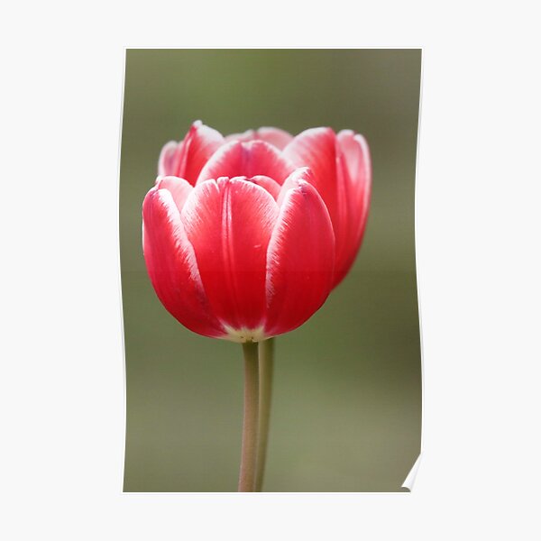 "Tulip" Poster for Sale by MelKowasic | Redbubble