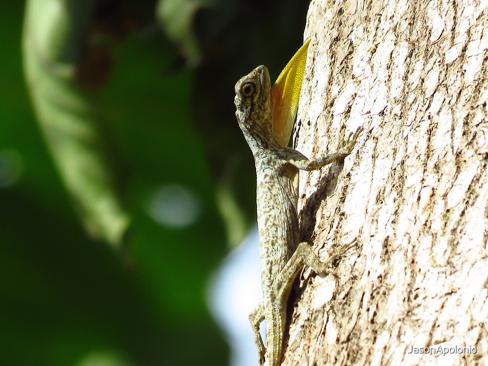 "Draco palawanensis - Palawan Flying Lizard" by JasonApolonio | Redbubble