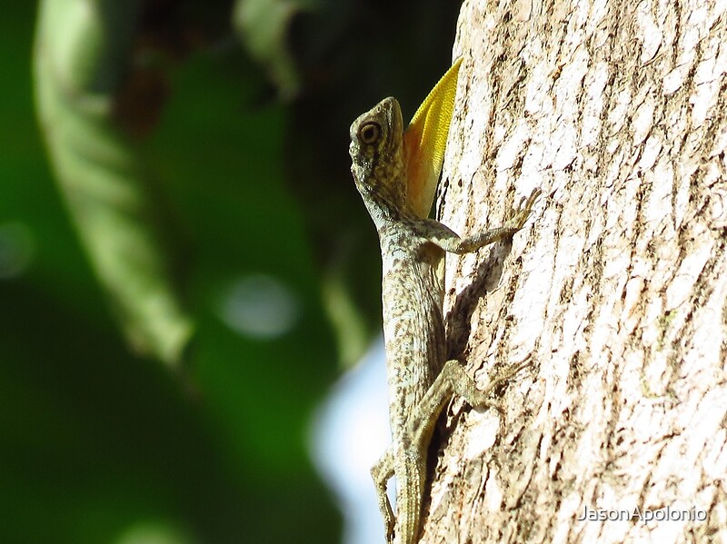 "Draco palawanensis - Palawan Flying Lizard" by JasonApolonio | Redbubble