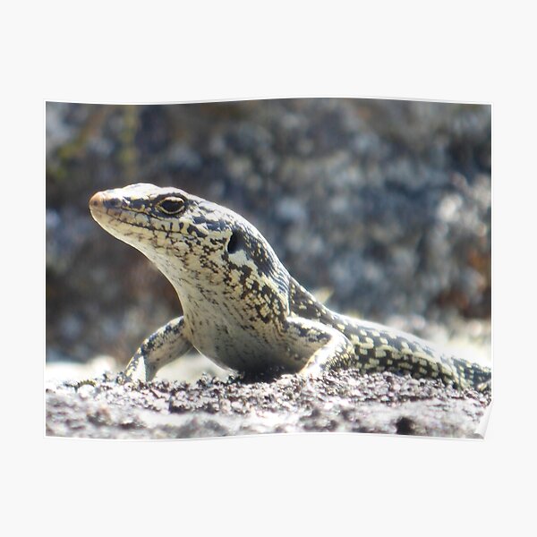 "Grand Skink" Poster for Sale by TerraDumont | Redbubble