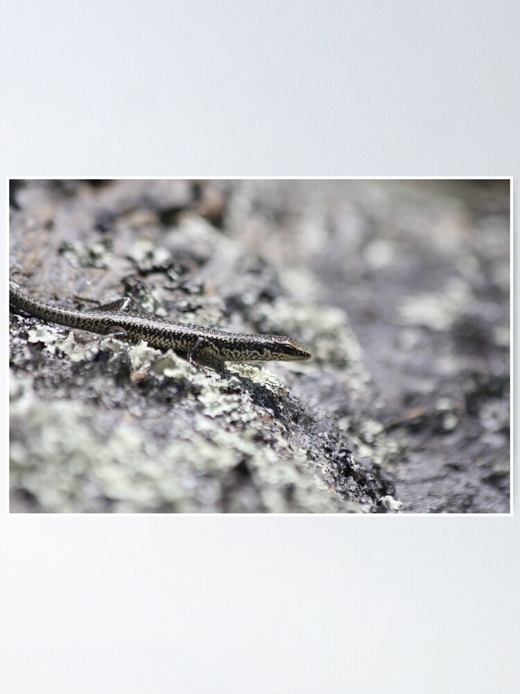 "Grand skink " Poster by TerraDumont | Redbubble