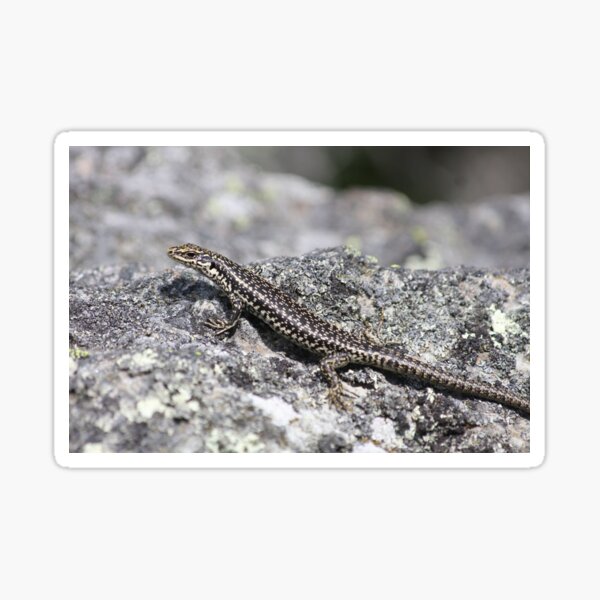 "Grand Skink" Sticker by TerraDumont | Redbubble