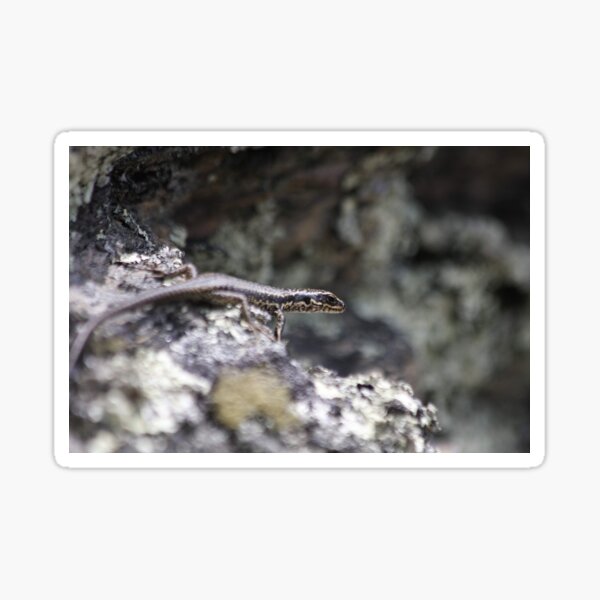"Grand Skink" Sticker by TerraDumont | Redbubble
