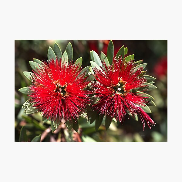 "Beautiful Red Australian Native Flowers" Photographic Print by ...
