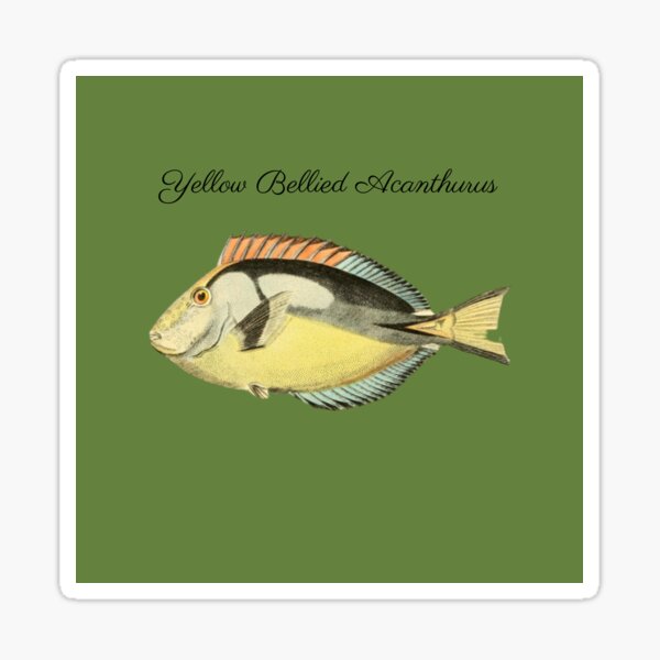 "Yellow Bellied Acanthurus" Sticker for Sale by OldFisherman92 | Redbubble