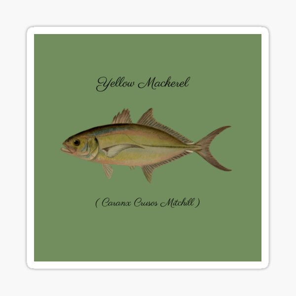 "Yellow Mackerel" Sticker by OldFisherman92 | Redbubble