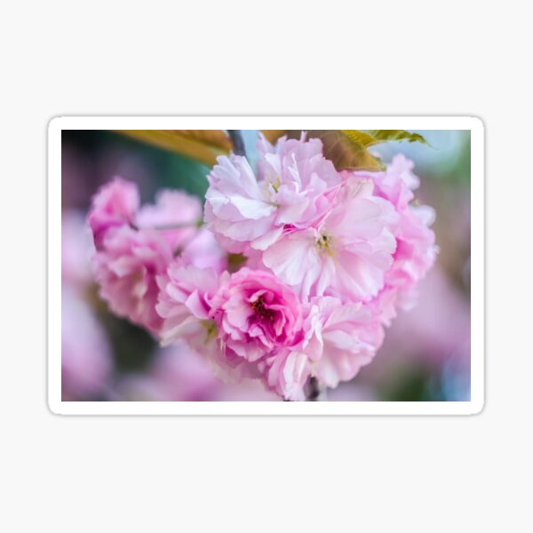 "Beautiful flowers on a tree branch. Spring Background." Sticker by ...